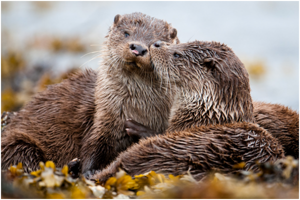 Great British Wildlife – Britain’s Favourite Animals - Hayzed Magazine