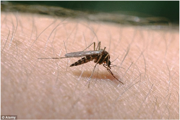 Summer Nuisance Midges - Hayzed Magazine