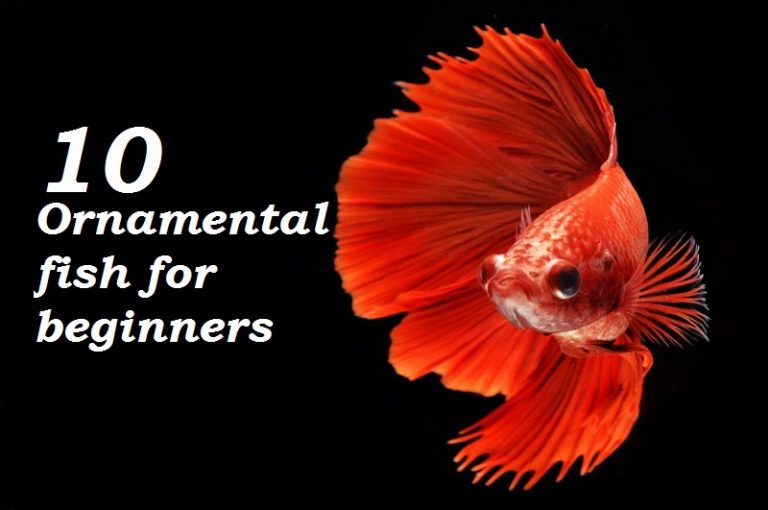10 Ornamental fish for beginners