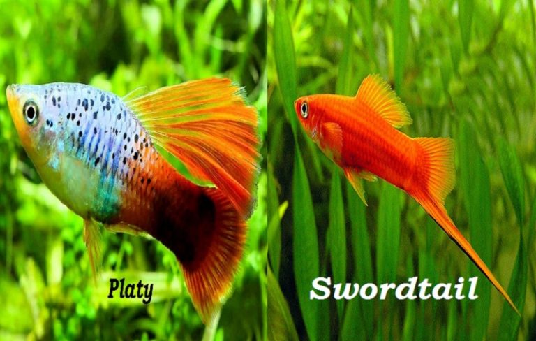 10 Ornamental fish for beginners