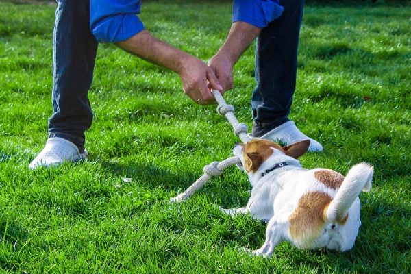 8 Best games for puppies: How to have fun with your dog