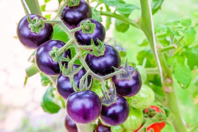 What is the blue tomato? Benefits and properties - Hayzed Magazine