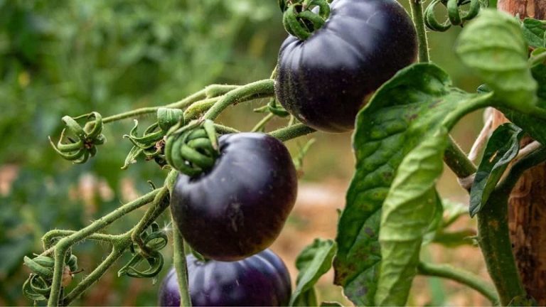 What is the blue tomato? Benefits and properties - Hayzed Magazine